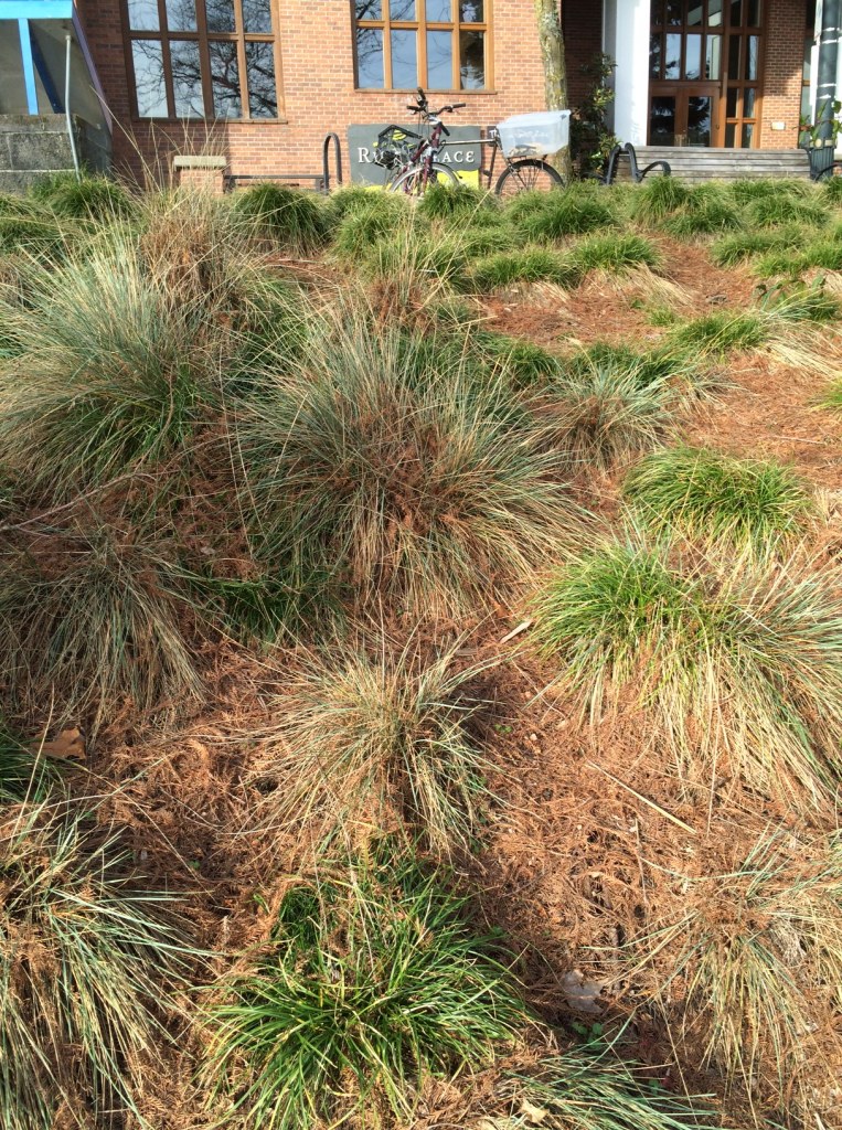 Public Portraits of Xeric Plantings at Riverplace and South Waterfront ...