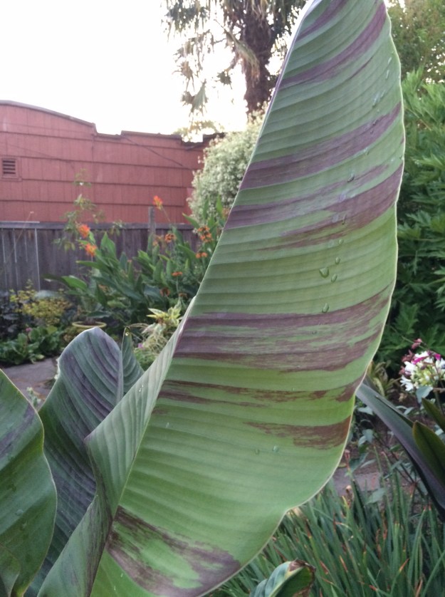 Musa basjoo to Musa sikkimensis to Musa s. ‘Red Tiger’: Garden Updates ...