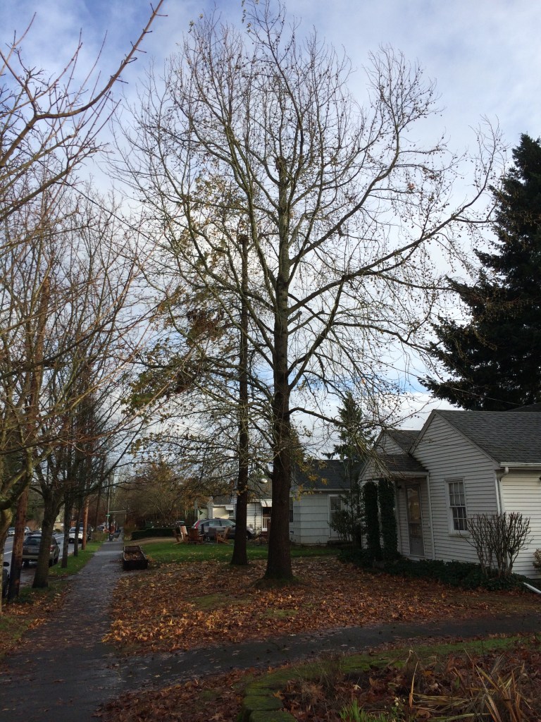 Pruning 101: Health & Structure | GardenRiots