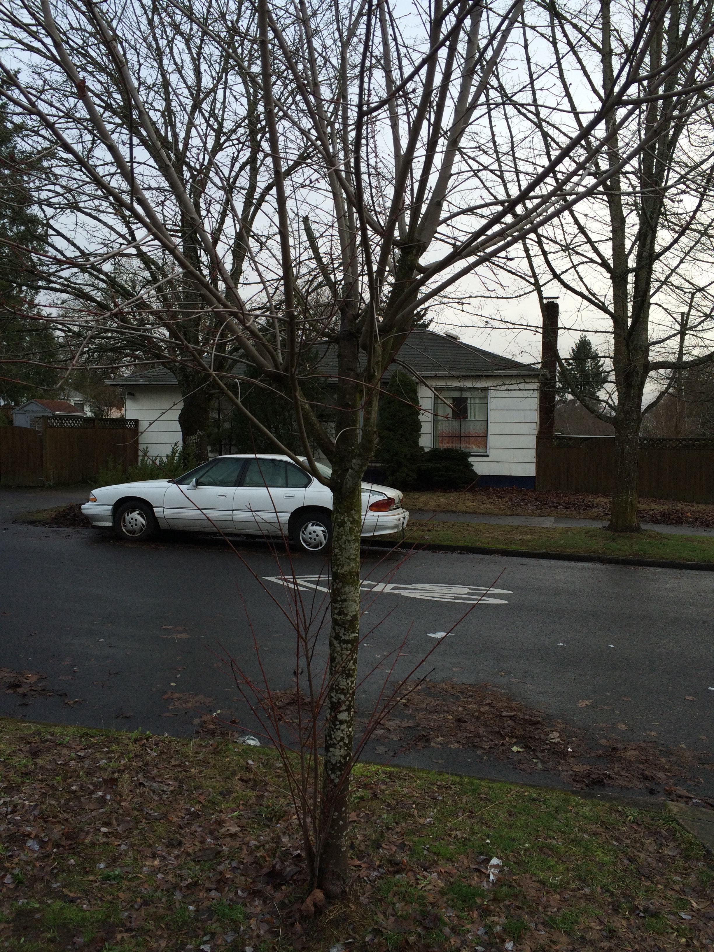 Pruning 101: Health & Structure | GardenRiots