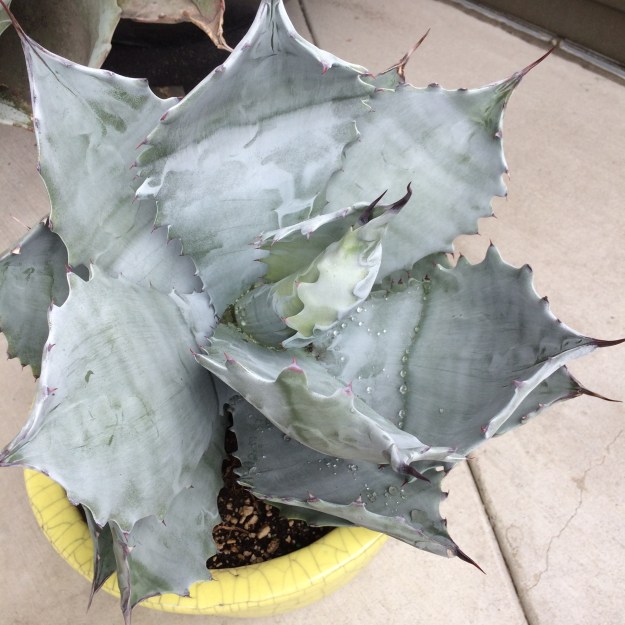 Growing Agave in My Maritime NW Garden | GardenRiots