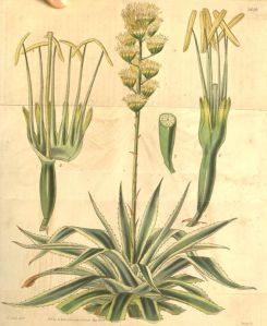 Flowering and Its Trigger in Genus Agave | GardenRiots