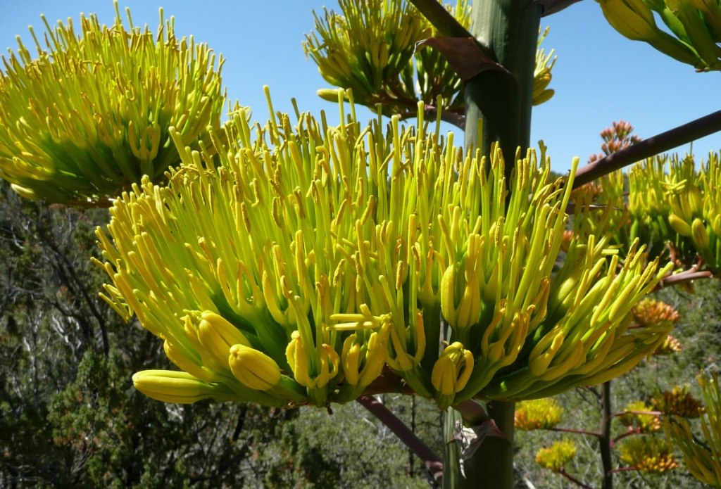 Flowering and Its Trigger in Genus Agave | GardenRiots