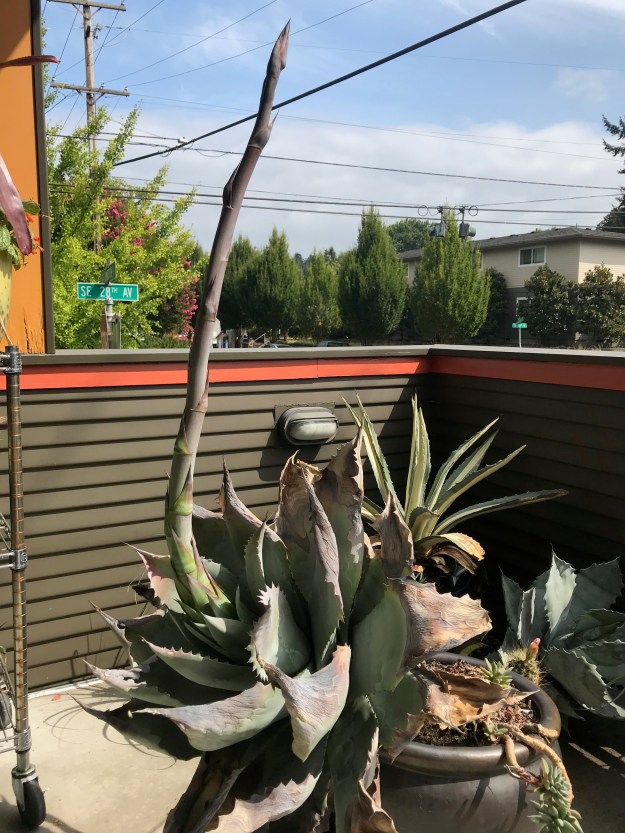 Flowering and Its Trigger in Genus Agave | GardenRiots