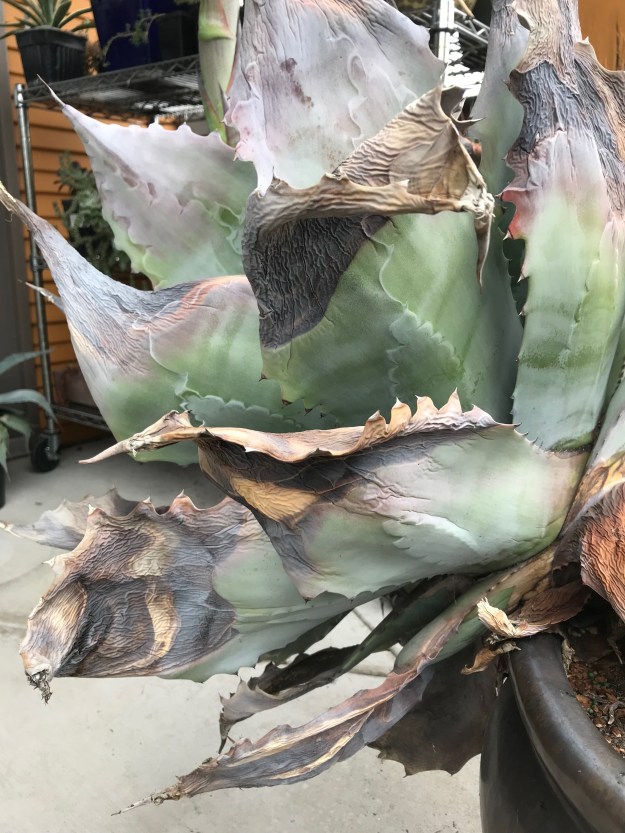 Flowering and Its Trigger in Genus Agave | GardenRiots
