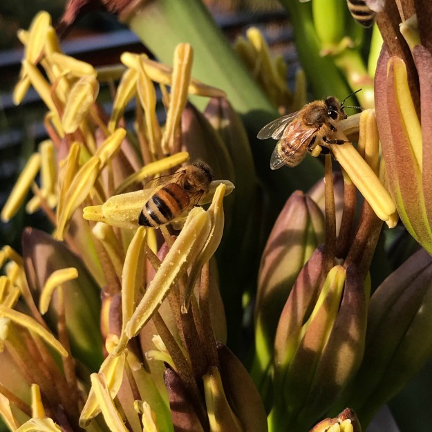 Flowering and Its Trigger in Genus Agave | GardenRiots