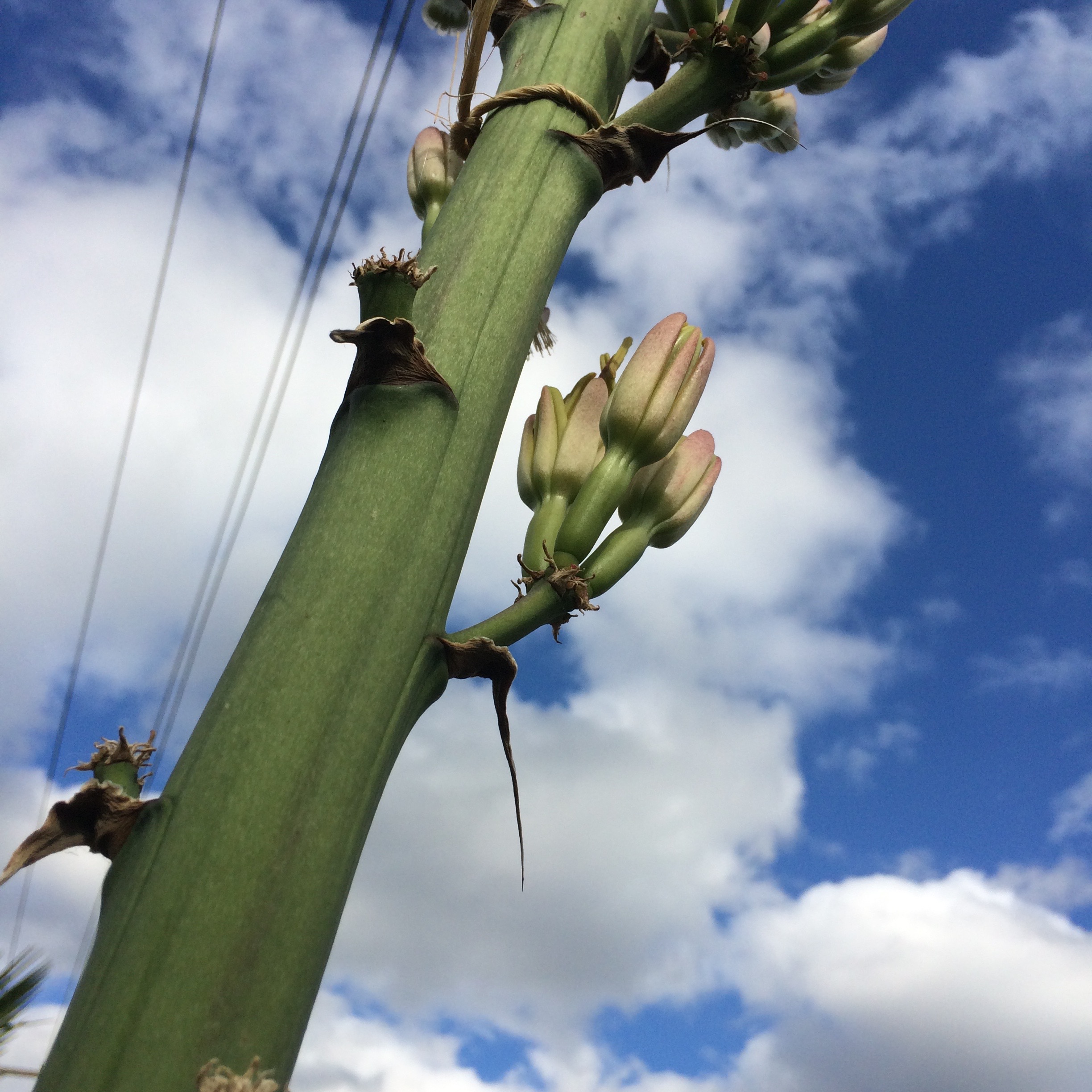 Flowering…A Reason of Their Own: A Look at Agave Flowers, Structure and ...