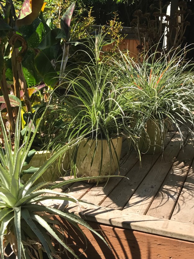 Puya: Growing These Well Armed South Americans in the Pacific Northwest ...
