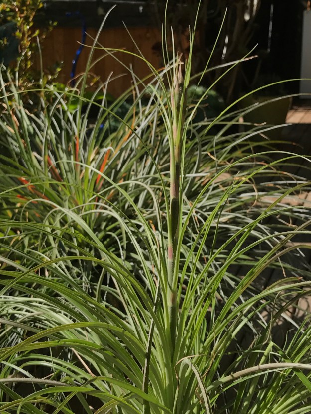 Puya: Growing These Well Armed South Americans in the Pacific Northwest ...