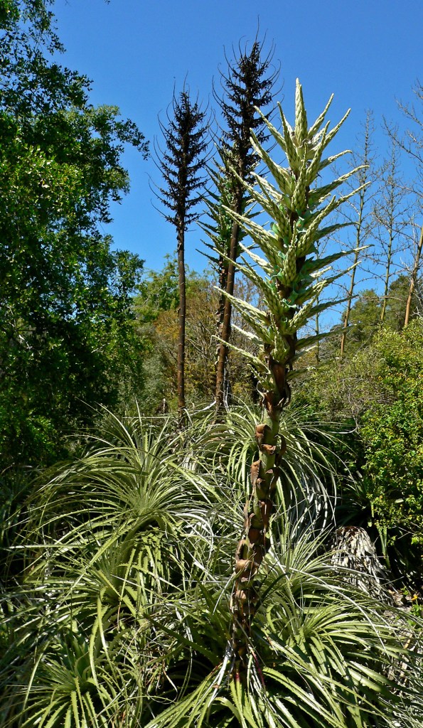 Puya: Growing These Well Armed South Americans in the Pacific Northwest ...