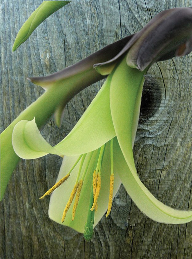 Puya: Growing These Well Armed South Americans in the Pacific Northwest ...