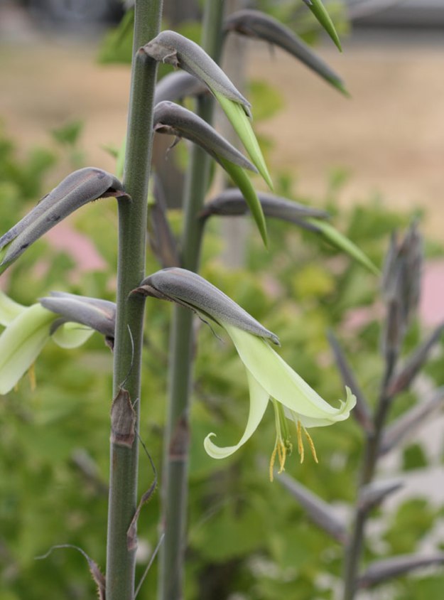Puya: Growing These Well Armed South Americans in the Pacific Northwest ...