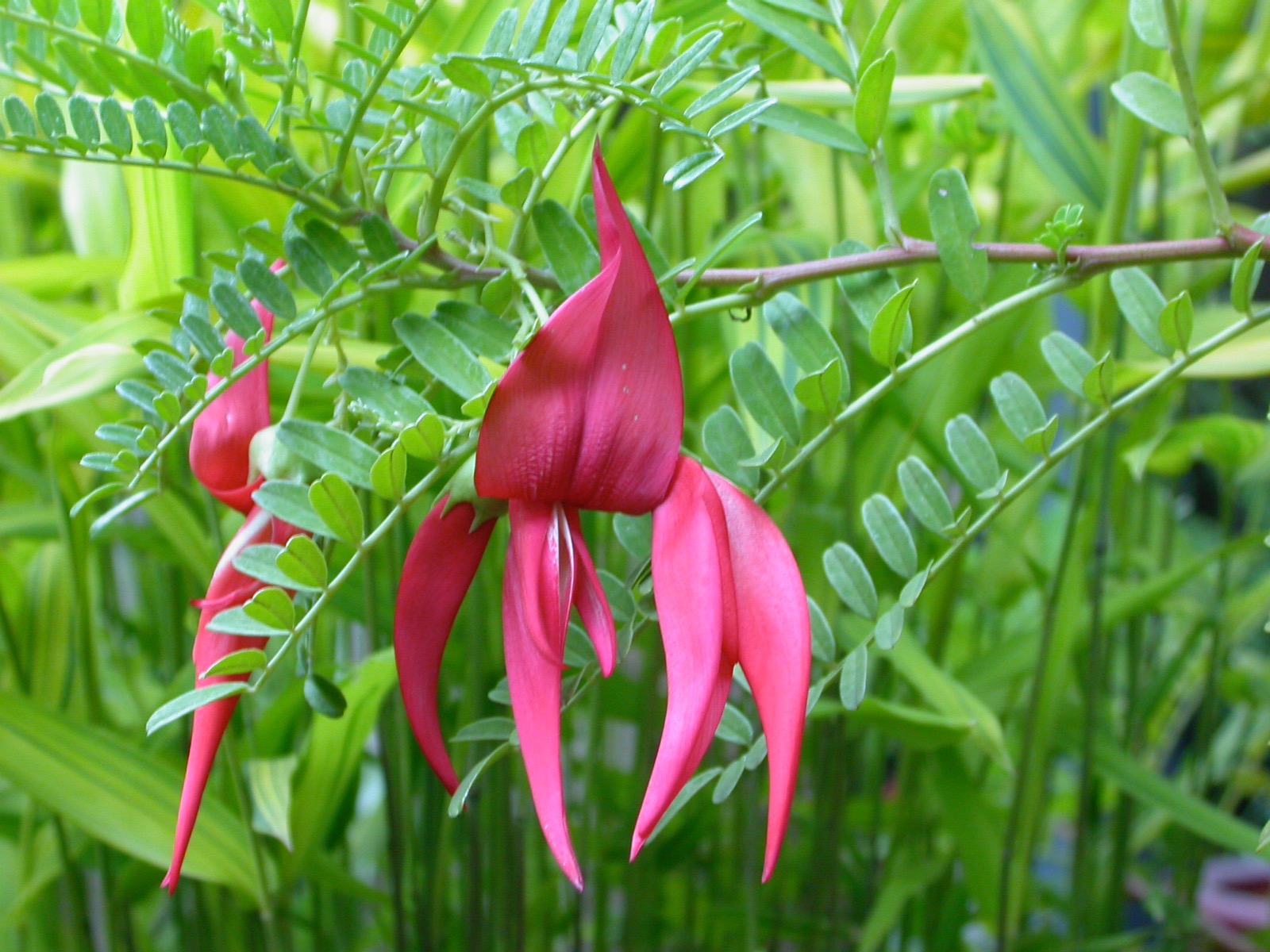 Clianthus puniceus flower DSCN0733 | GardenRiots