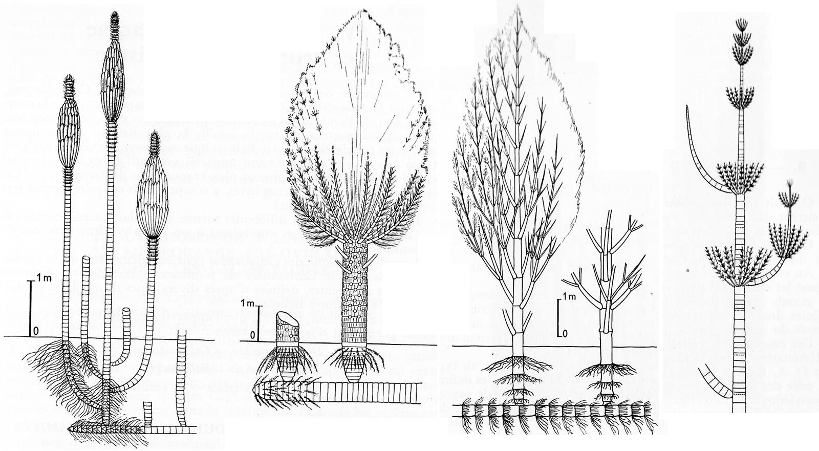 Calamites and early Equisetophytes | GardenRiots