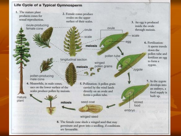 Gymnosperms Definition Examples And Reproduction Gymnosperm | Life
