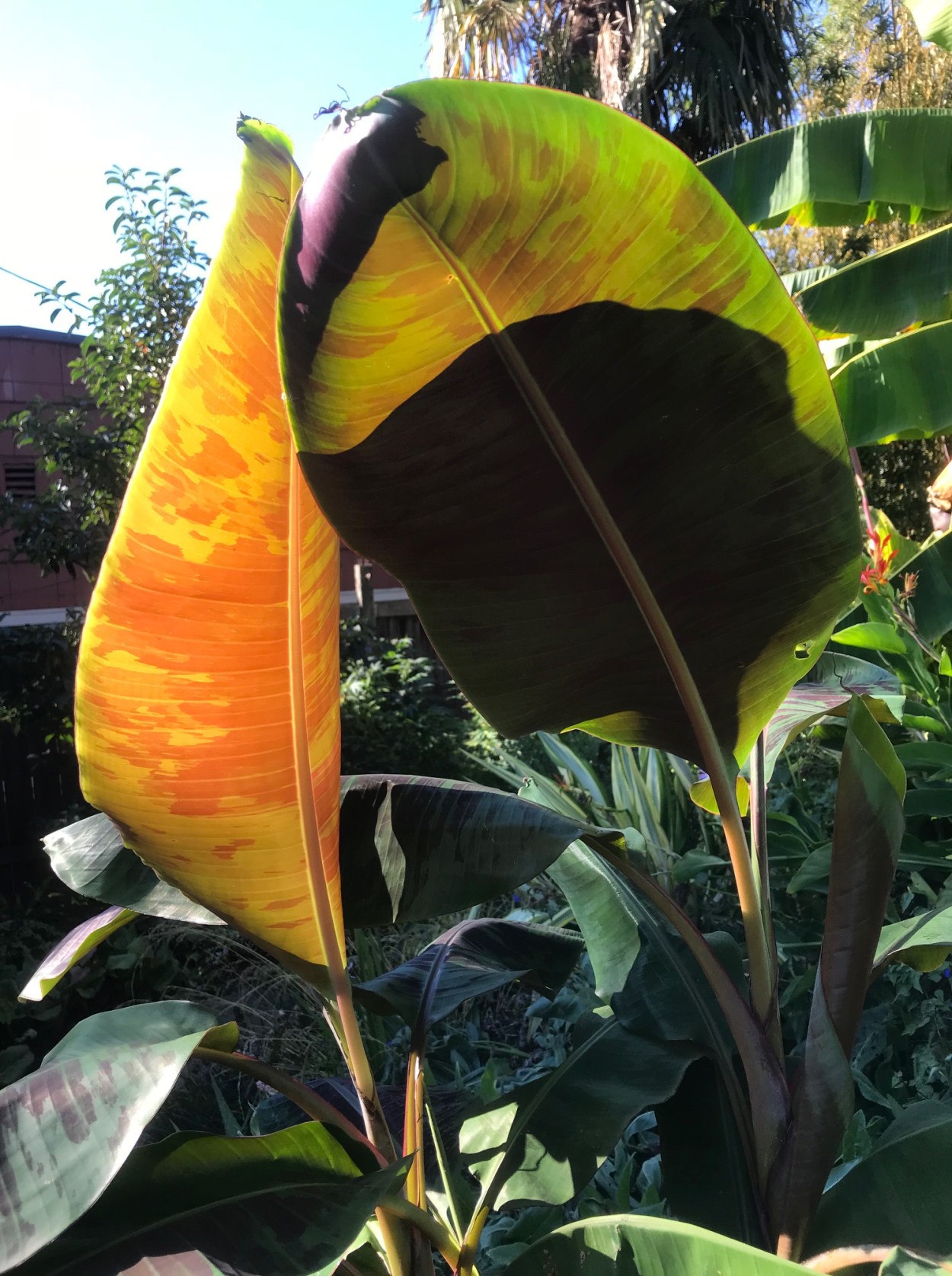 Musa sikkimensis ‘Red Tiger’ (Bengal Tiger) and the Banana Story ...
