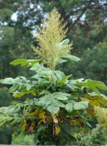 Bocconia frutescens: Choice Tender Garden Plant or Invasive? | GardenRiots