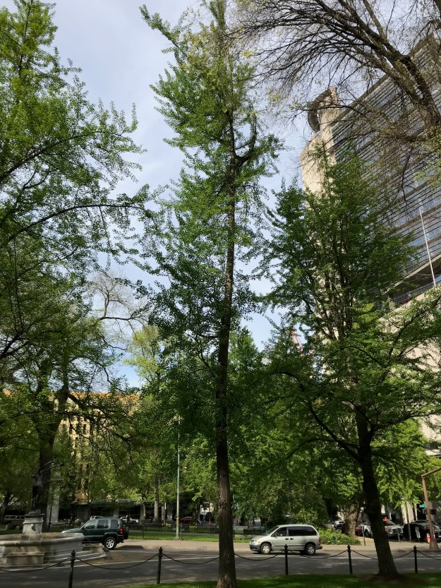 Ginkgo biloba: on reproduction, evolution and anomalous existence ...