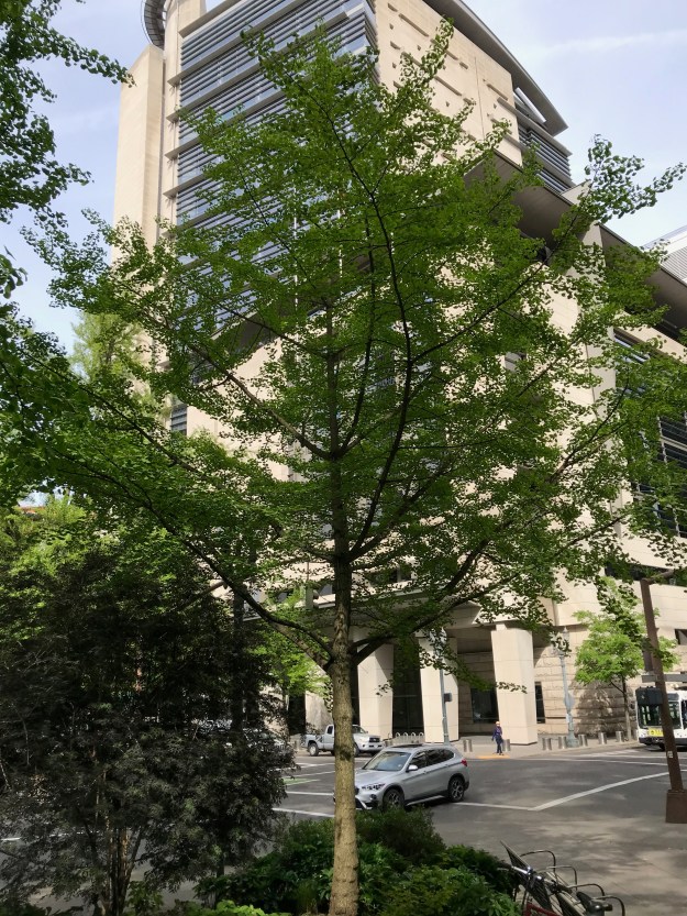 Ginkgo biloba: on reproduction, evolution and anomalous existence ...