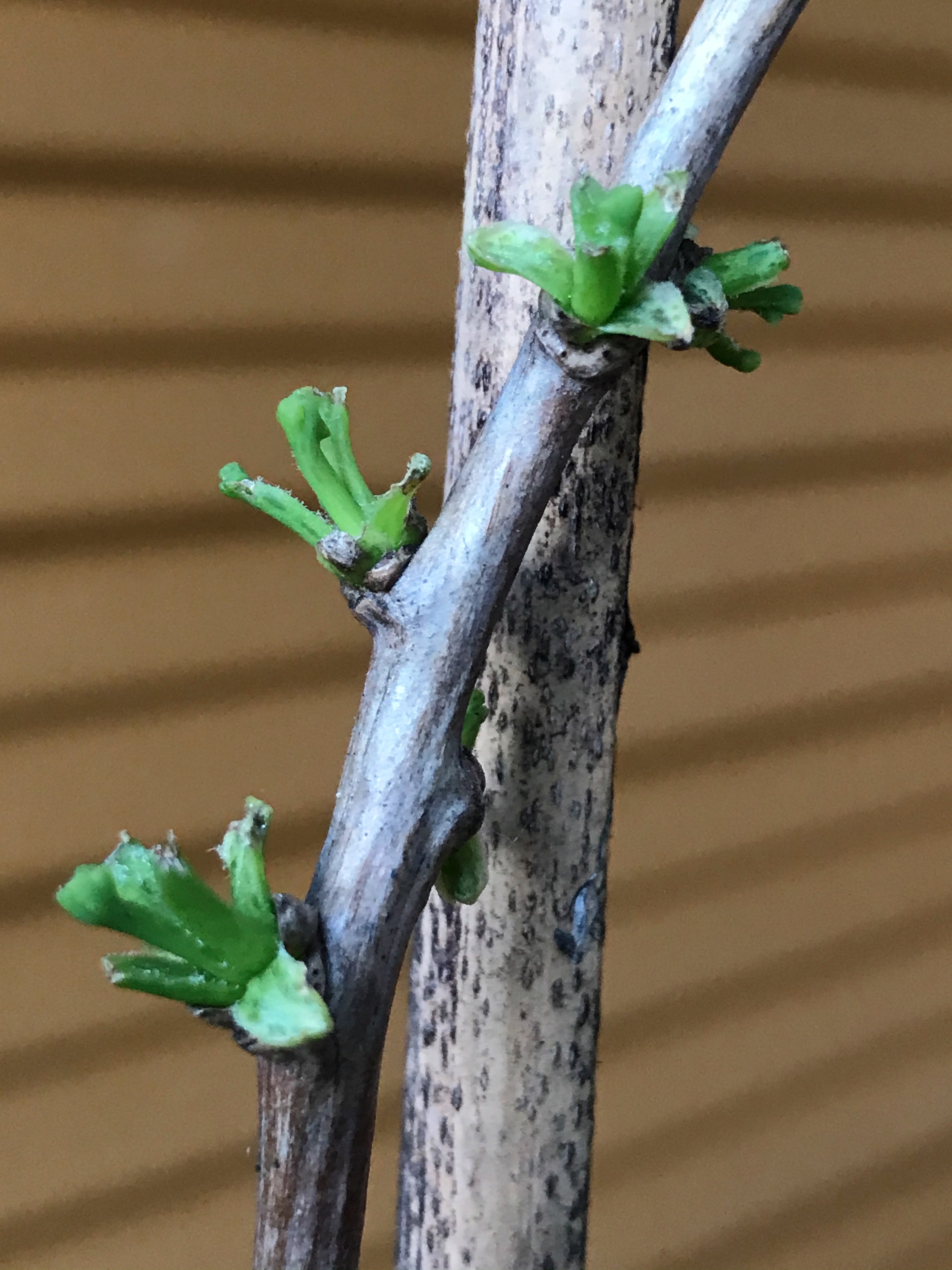 Ginkgo biloba: on reproduction, evolution and anomalous existence ...