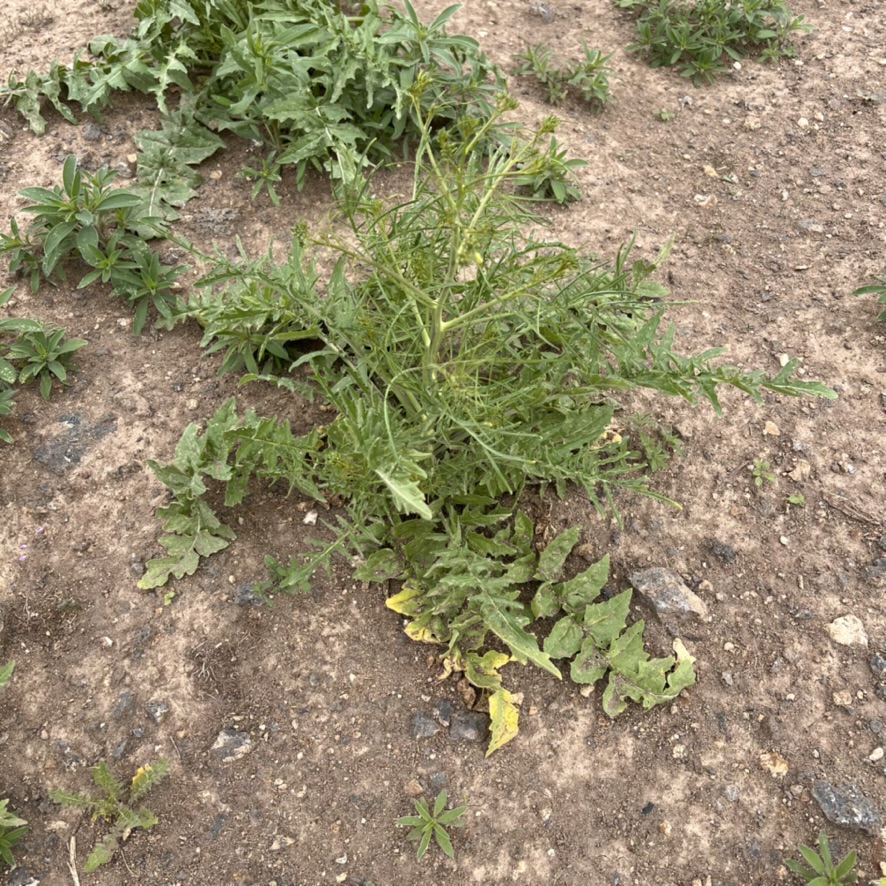 Weeds, Weeding and the Health of Our Public and Private Landscapes: an ...