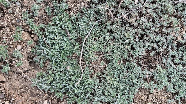 Weeds, Weeding and the Health of Our Public and Private Landscapes: an ...