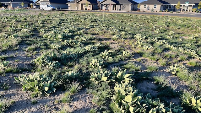 Weeds, Weeding and the Health of Our Public and Private Landscapes: an ...