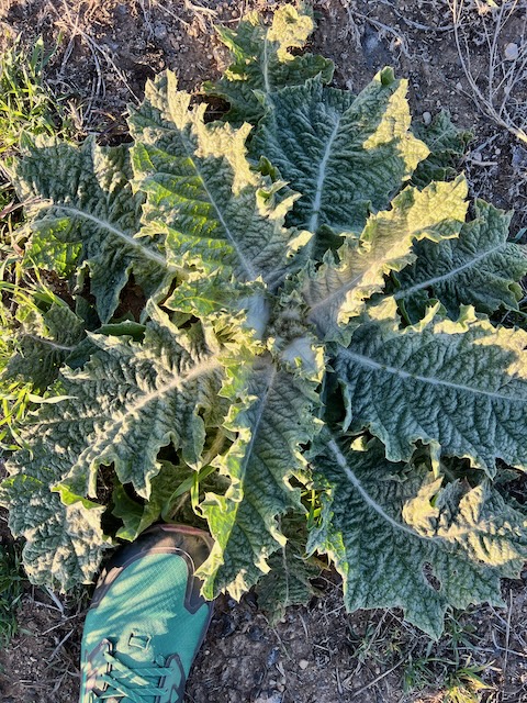 Weeds, Weeding and the Health of Our Public and Private Landscapes: an ...