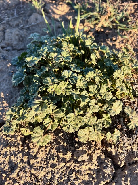 Weeds, Weeding and the Health of Our Public and Private Landscapes: an ...