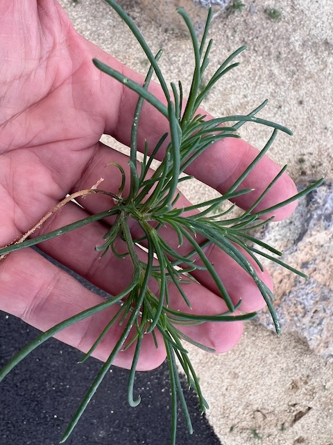 Weeds, Weeding and the Health of Our Public and Private Landscapes: an ...