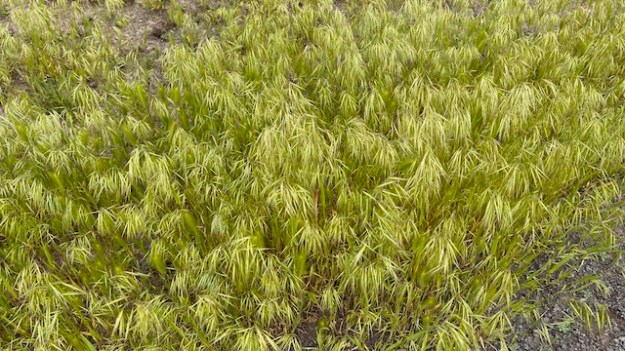 Weeds, Weeding and the Health of Our Public and Private Landscapes: an ...