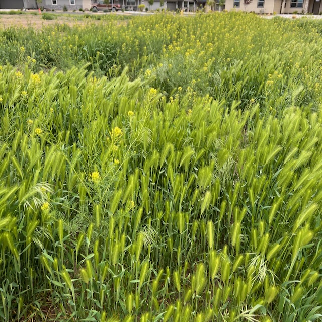 Weeds, Weeding and the Health of Our Public and Private Landscapes: an ...