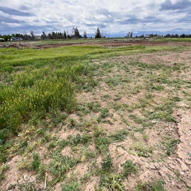 Weeds, Weeding and the Health of Our Public and Private Landscapes: an ...
