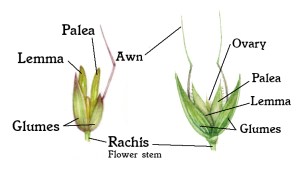 Weeds, Weeding and the Health of Our Public and Private Landscapes: an ...