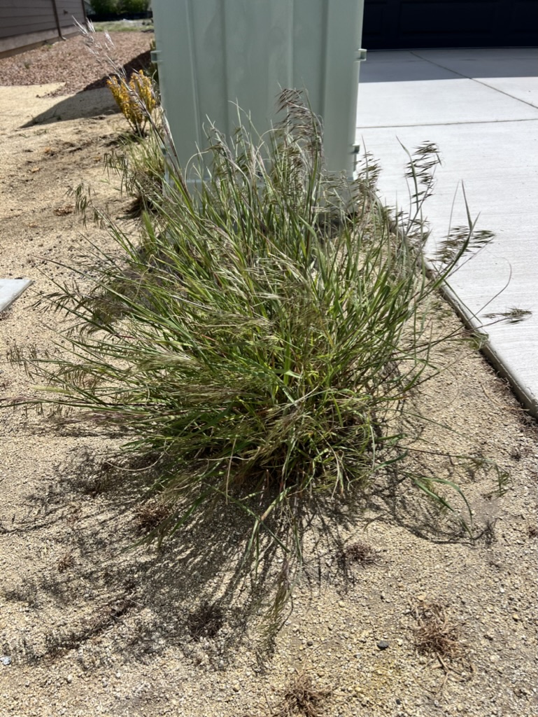 Weeds, Weeding and the Health of Our Public and Private Landscapes: an ...